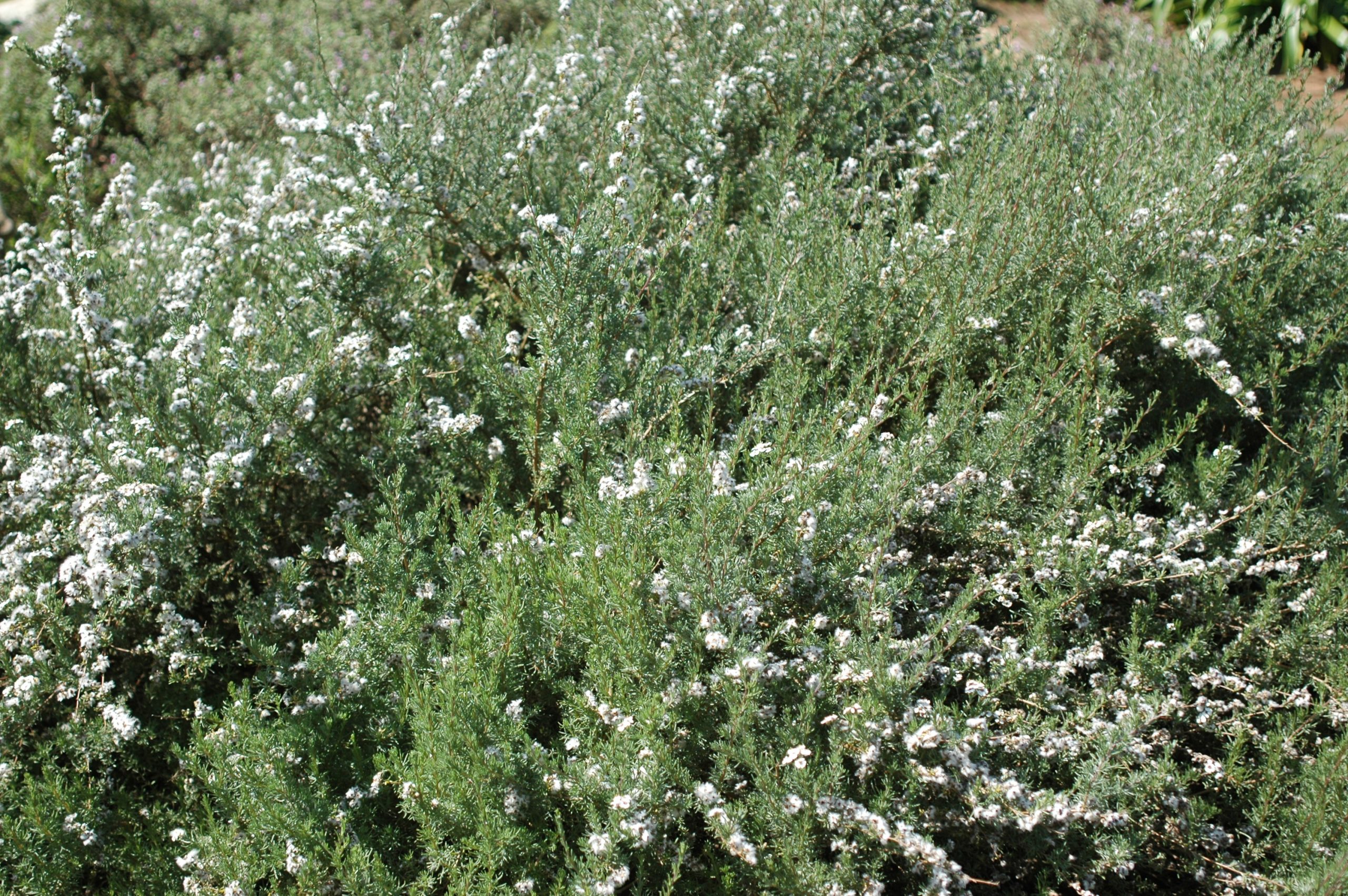 Eriocephalus africana - Dr Boomslang