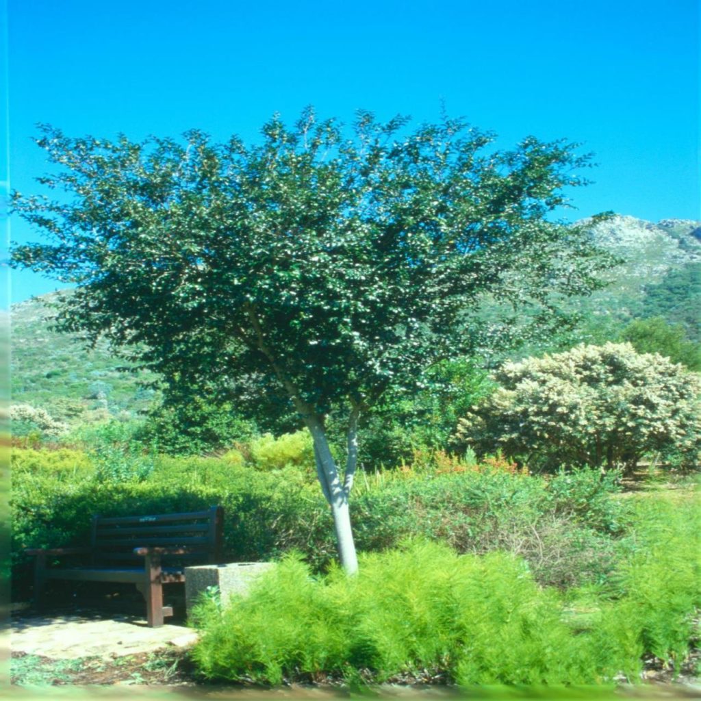 Acacia karroo - Dr Boomslang